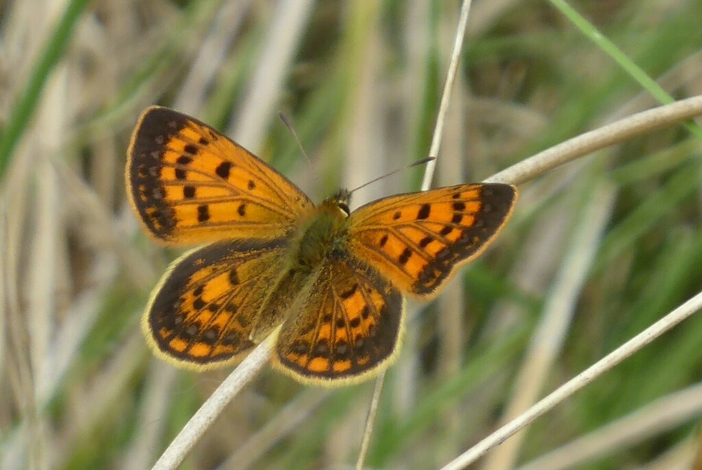 Copper Butterflies from Middlemarch, New Zealand on November 08, 2022 ...