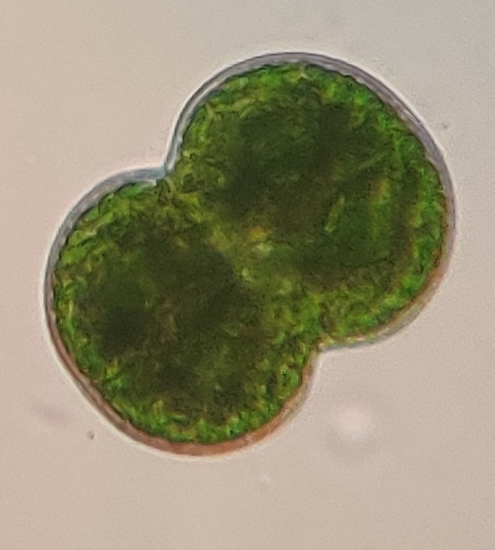 (Cosmarium) - Botanical Realm