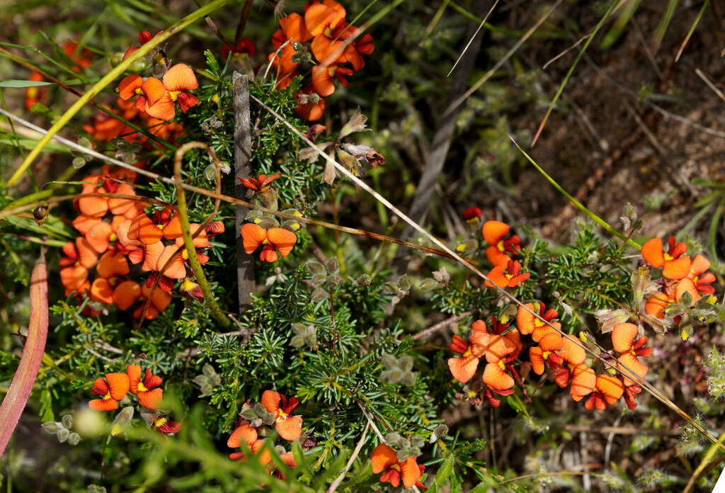 red parrot-pea from Walter Newell Reserve, SA on October 18, 2022 by ...