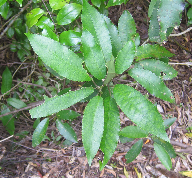 Mahoe from Waipoua Kauri Forest, New Zealand on November 07, 2022 at 11 ...