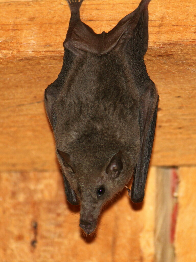 Long-tongued Bat in August 2010 by Philip Kline · iNaturalist