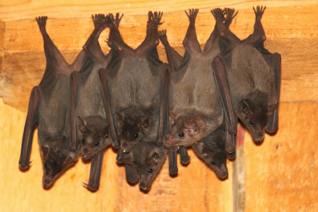Lesser Long-nosed Bat from Pima County, AZ, USA on August 3, 2010 at 08 ...