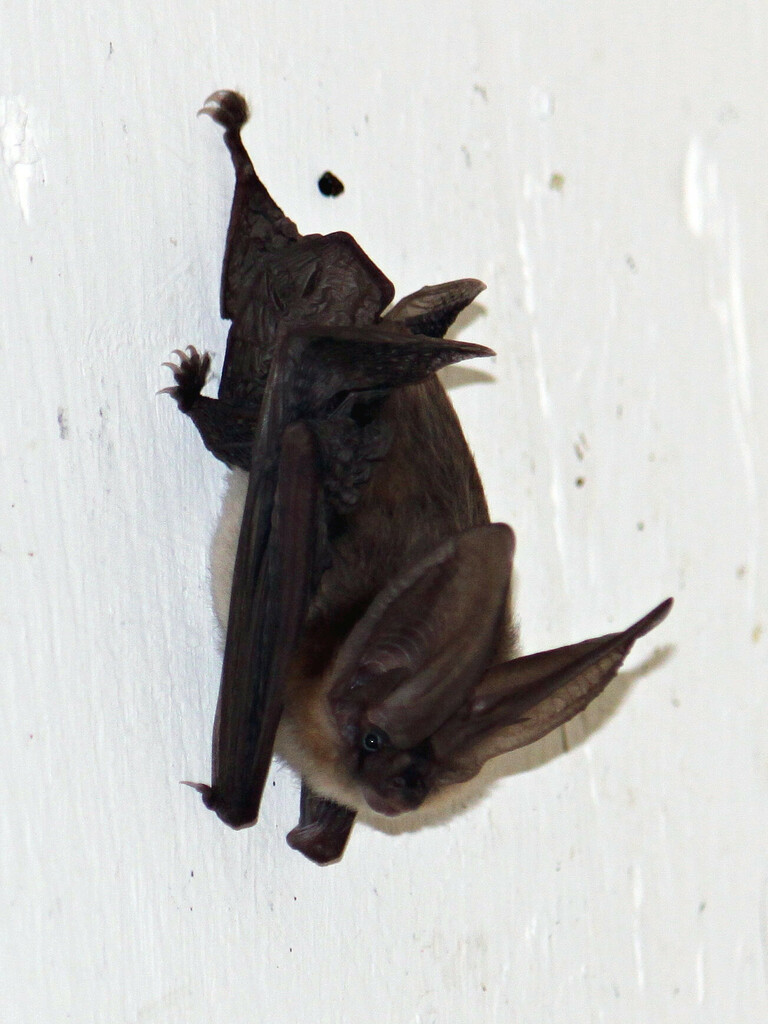 Townsend's Western Big-eared Bat in September 2011 by Philip Kline ...