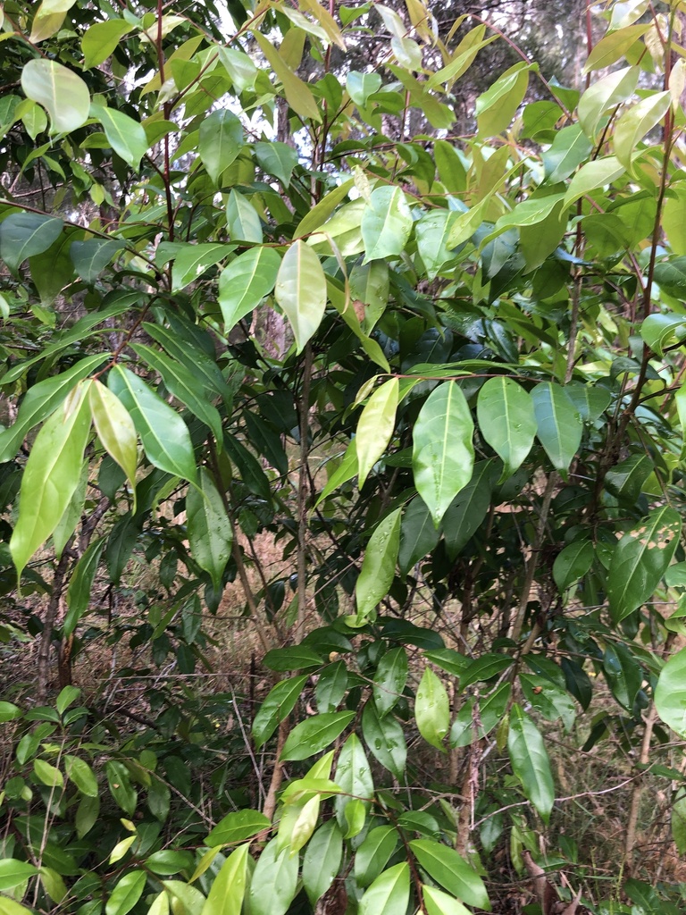 Cheese Tree from Kungala, NSW, AU on November 9, 2022 at 08:35 AM by ...