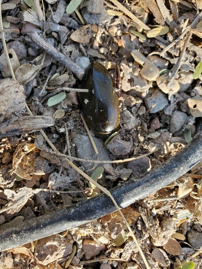 Hydrophilus from Ajo, AZ 85321, USA on November 08, 2022 at 03:25 PM by ...