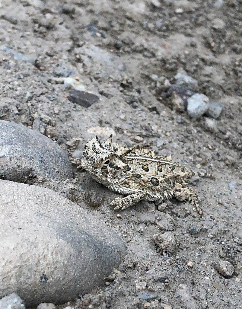 Texas Horned Lizard from San Juan de Guadalupe, Dgo., México on July 27 ...