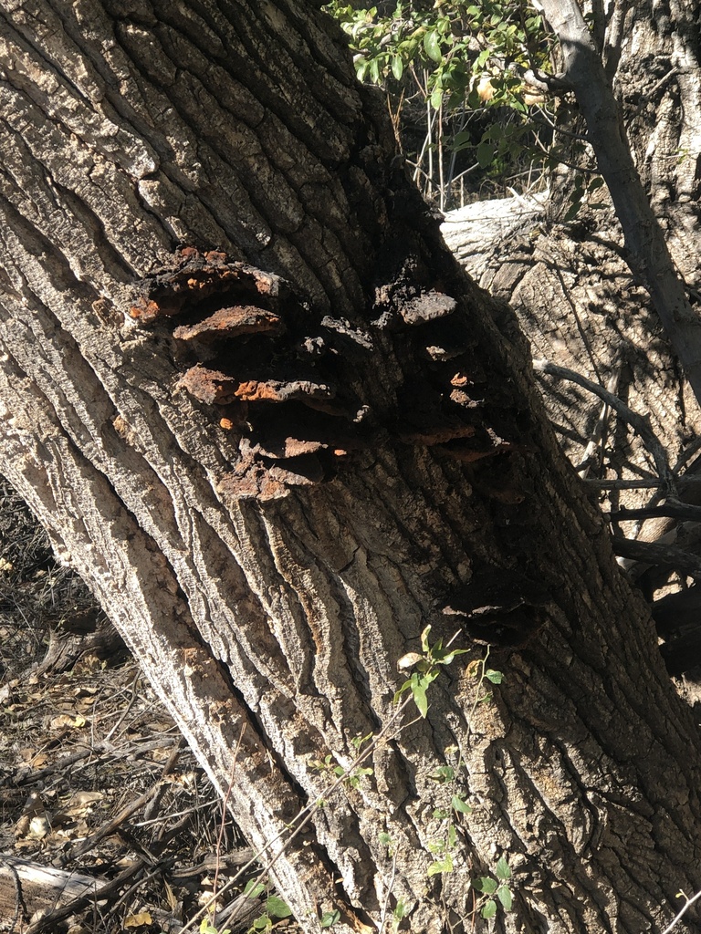 Inonotus munzii from Tuzigot Vista, Clarkdale, AZ, US on November 8 ...