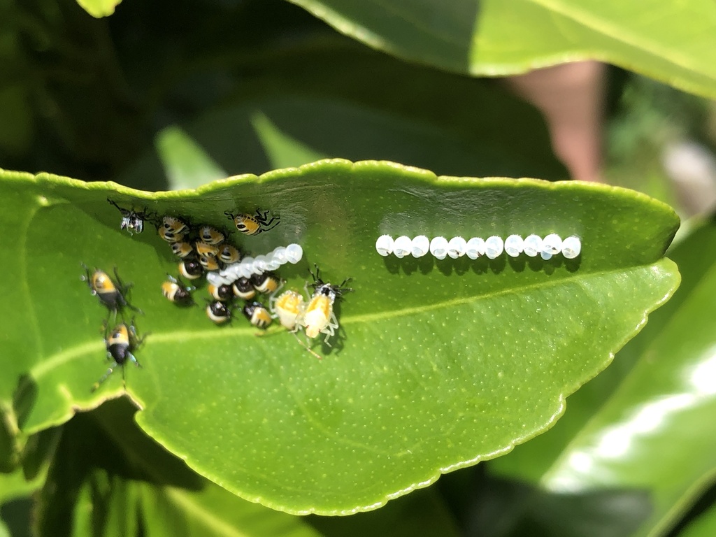 Spined citrus bug from Boambillee Cct, Cooloola Cove, QLD, AU on ...