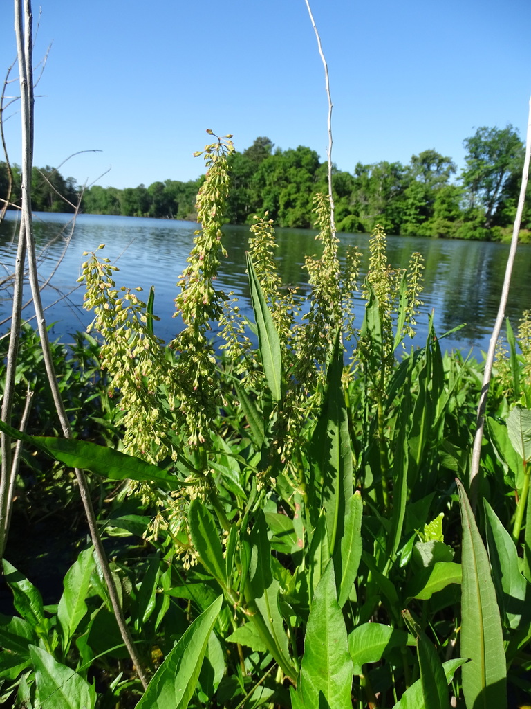swamp dock from Middlesex County, VA, USA on May 13, 2021 at 09:49 AM ...