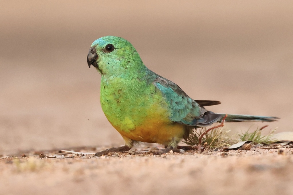 Parrots (Psittaciformes) - Avian Discovery