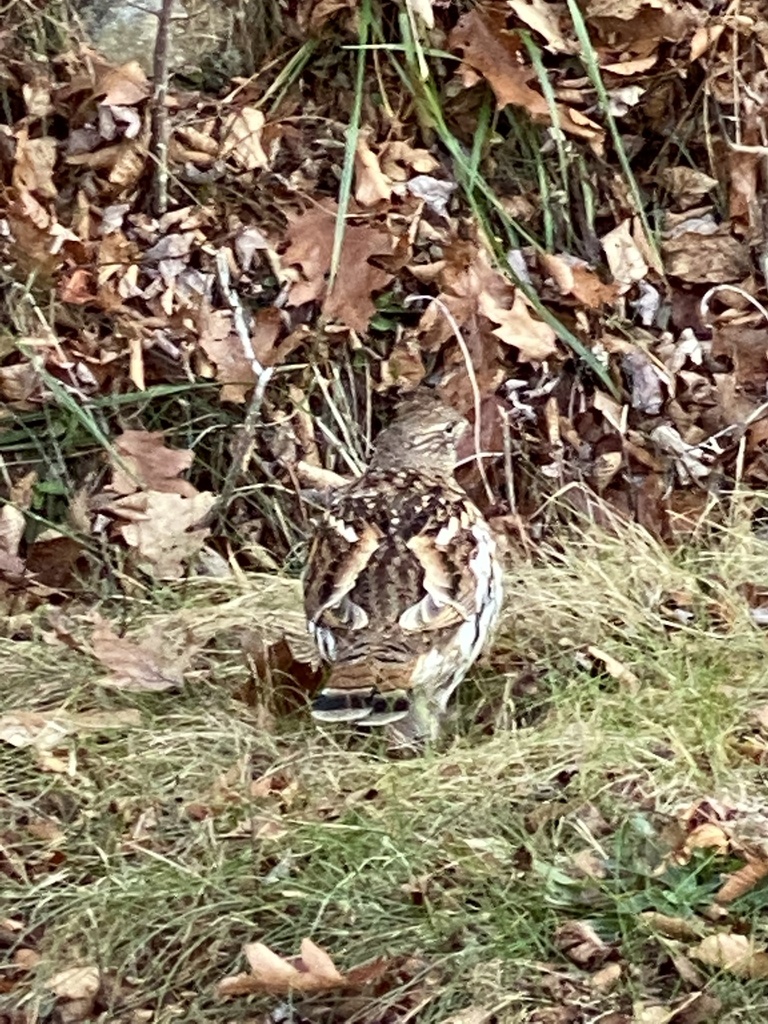 Ruffed Grouse from Bald Mountain, Ashe County NC on November 8, 2022 at ...