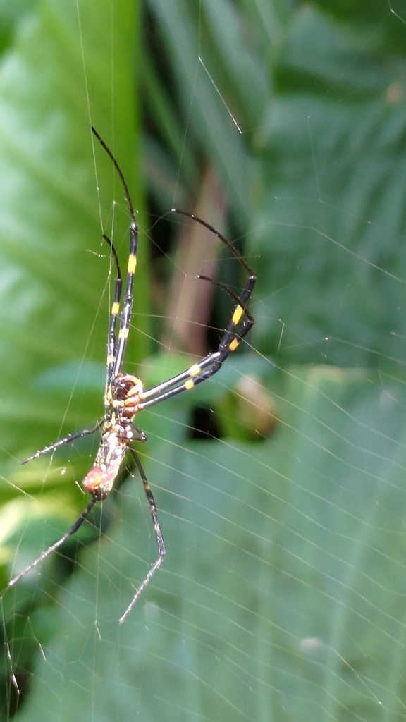 Joro Spider from 605台灣嘉義縣阿里山鄉豐山村 on November 9, 2022 at 09:07 AM by ...