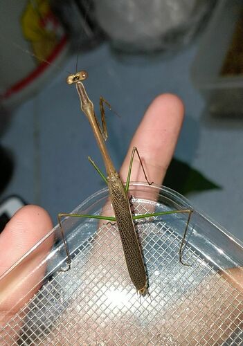 Phasmomantella pallida · iNaturalist