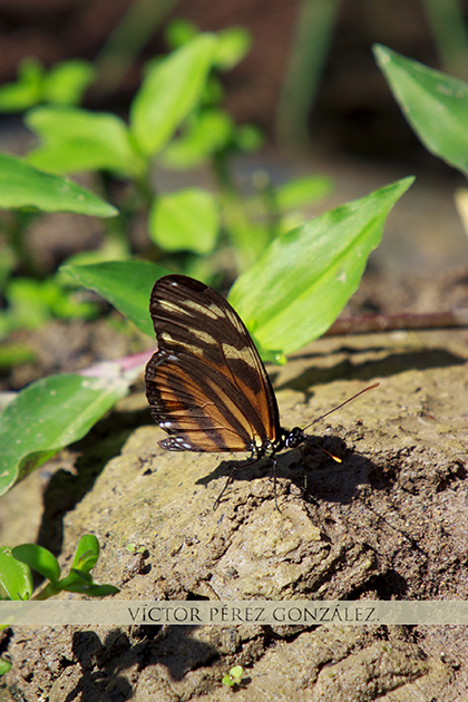Eueides isabella eva from Cadereyta de Montes, Qro., México on ...