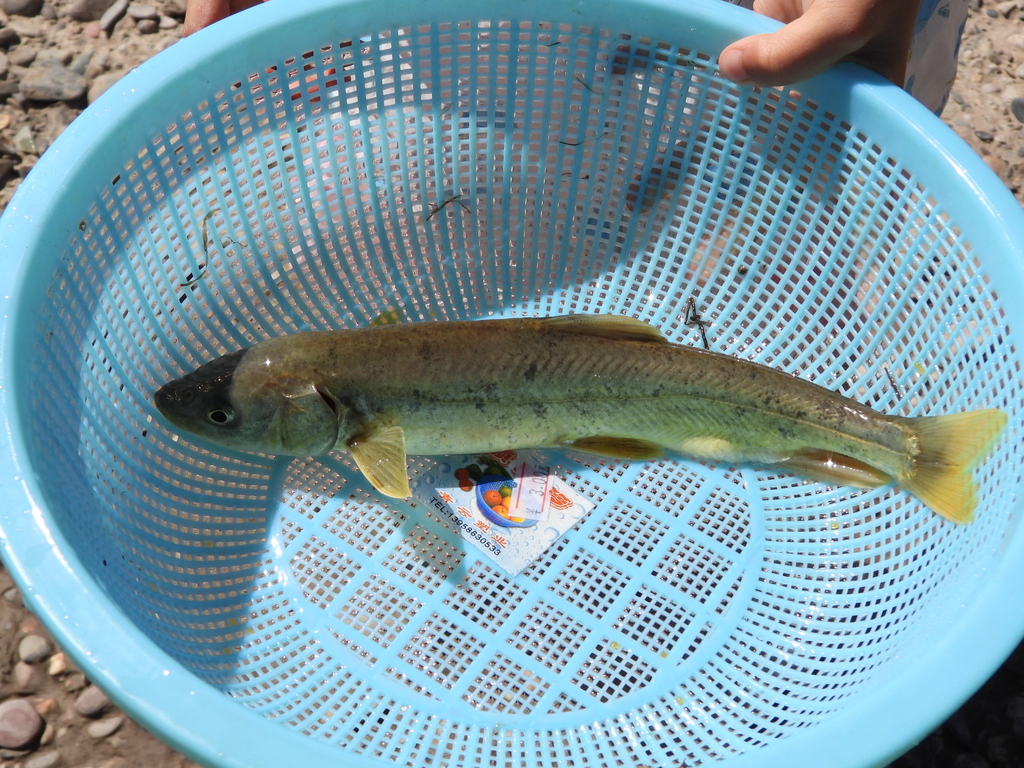 Schizopygopsis przewalskii from Gonghe County, Hainan Tibetan ...