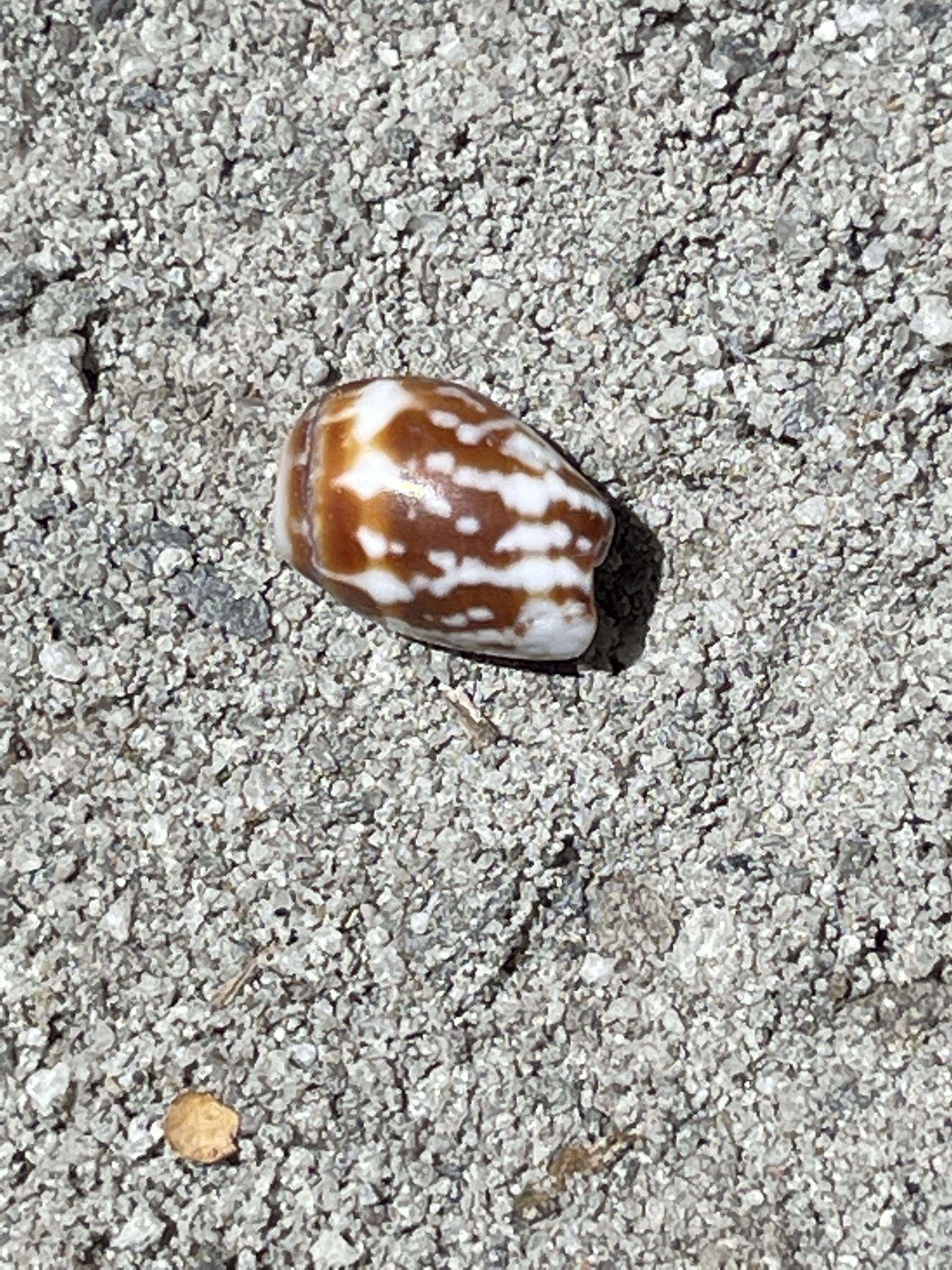 Strigatella litterata (Lamarck, 1811)