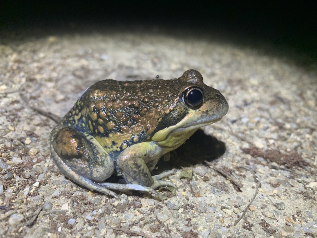 Eastern Banjo Frog from North Garden Reserve, Lake Wendouree, VIC, AU ...