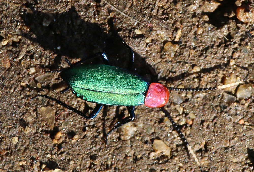 Melyroidea magnifica from Narupa, Provincia de Napo, Ecuador on August ...