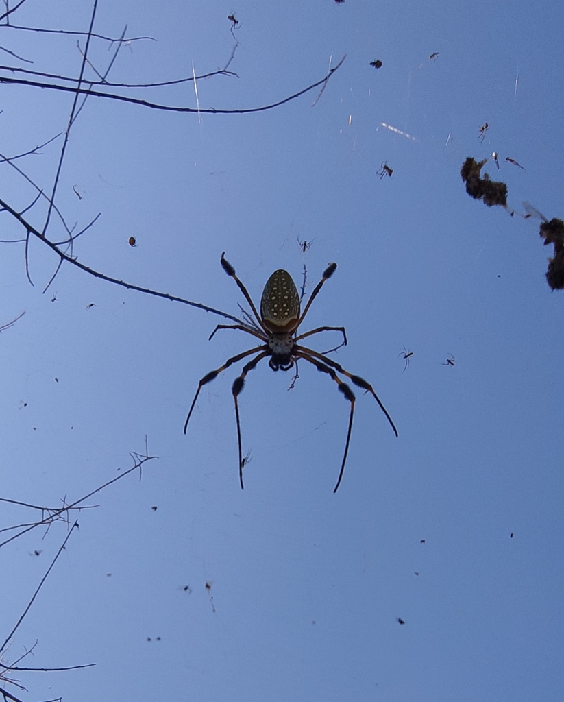 Golden Silk Spider from Yamaranguila, Honduras on November 8, 2022 at ...