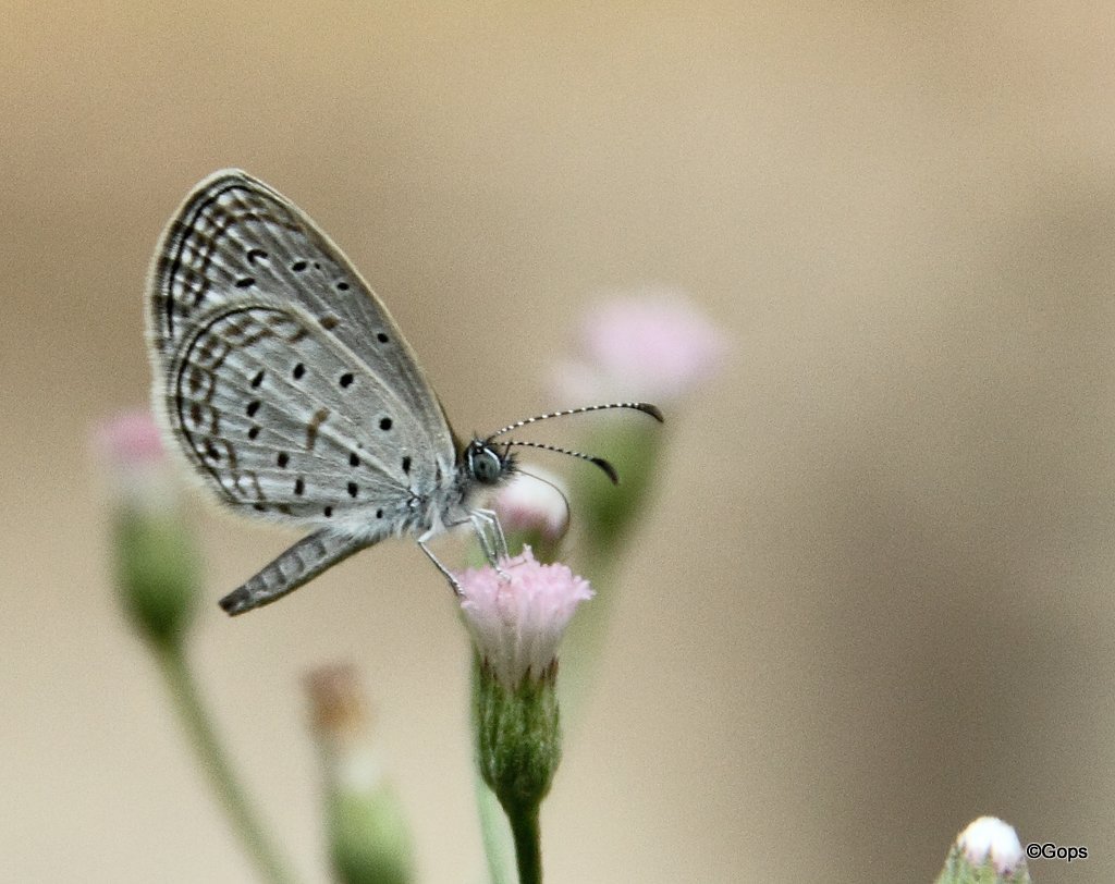 Tiny Grass Blue (Dar es Salaam) · iNaturalist