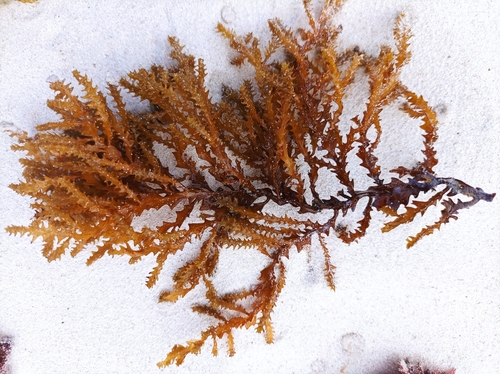 Hormophysa cuneiformis · iNaturalist