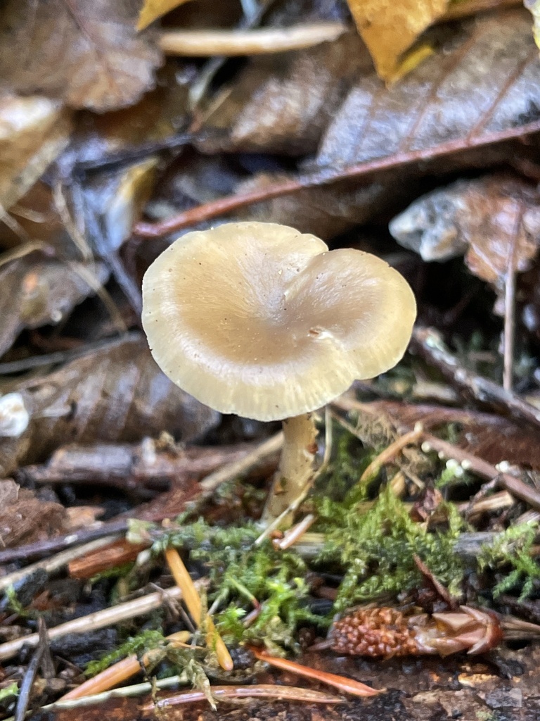 Pink-gilled Clitocybe from 61st Ave NE, Olympia, WA, US on November 8 ...