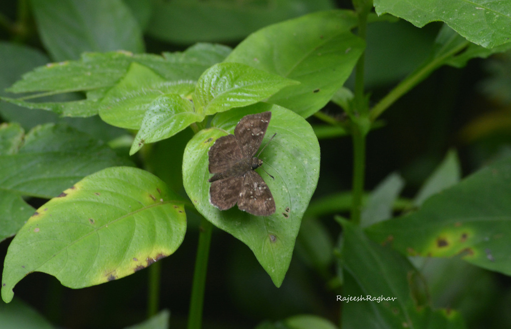 Common Small Flat from Tholambra, Kerala 670702, India on October 16 ...
