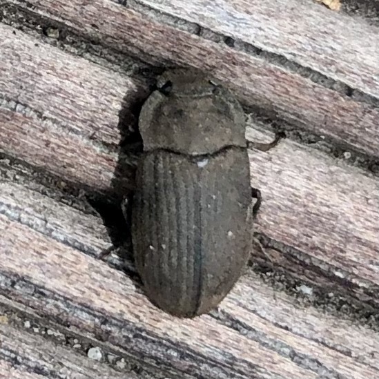 Dusty Surface Beetles from River Rd W, Parramatta, NSW, AU on November ...
