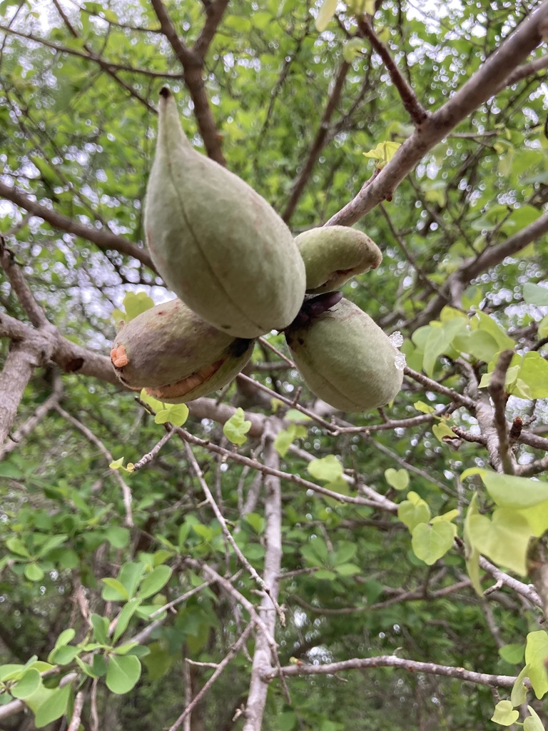 Common Star-Chestnut (Sterculia rogersii) - Botanical Realm