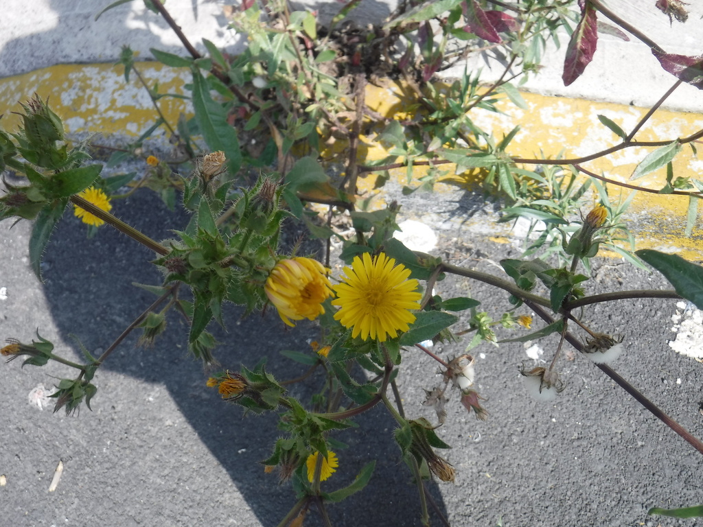 common dandelion from Cd. de México, México on May 09, 2022 at 04:52 AM ...