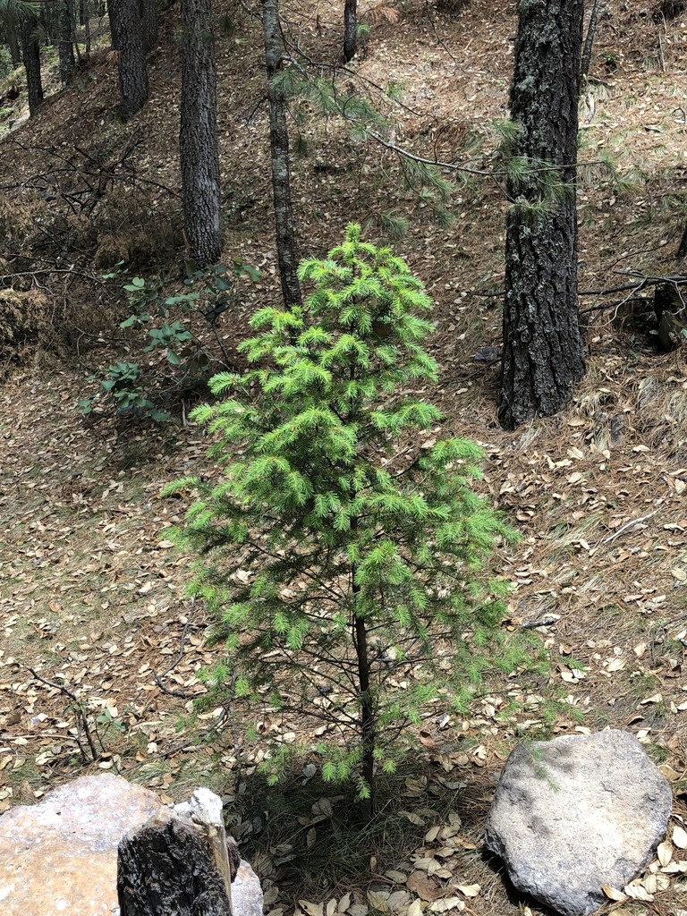 Durango fir from 34345 Durango, Dgo., México on June 4, 2022 at 02:46 ...