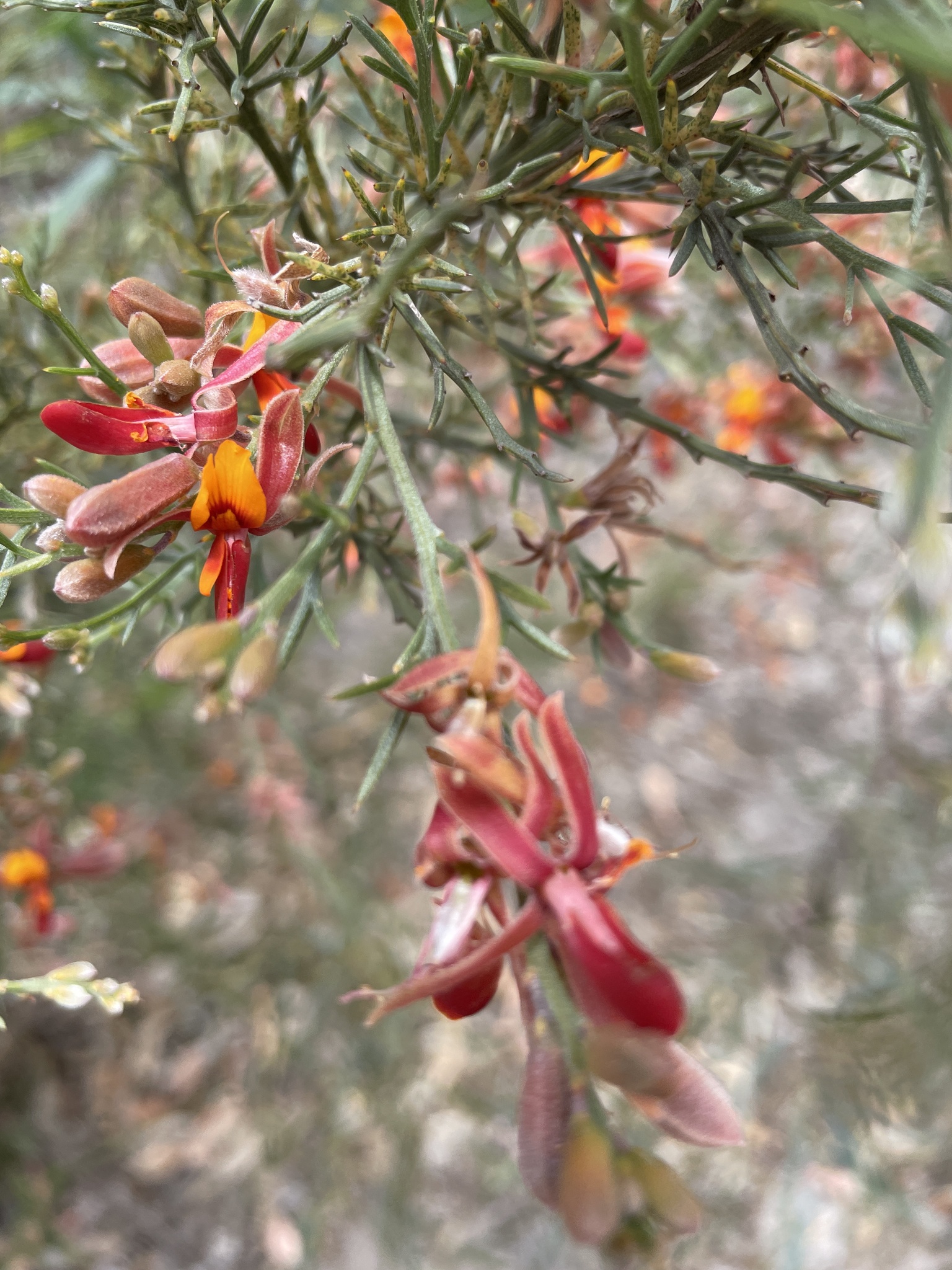 Jacksonia furcellata (Bonpl.) DC.
