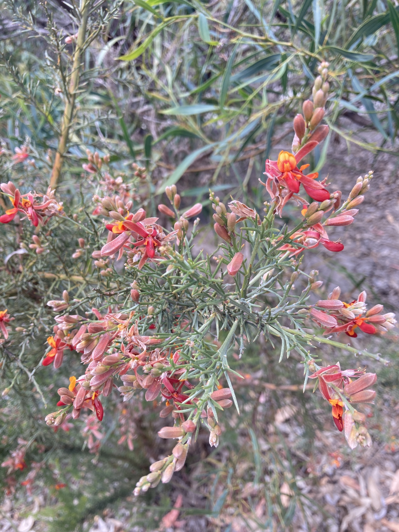 Jacksonia furcellata (Bonpl.) DC.