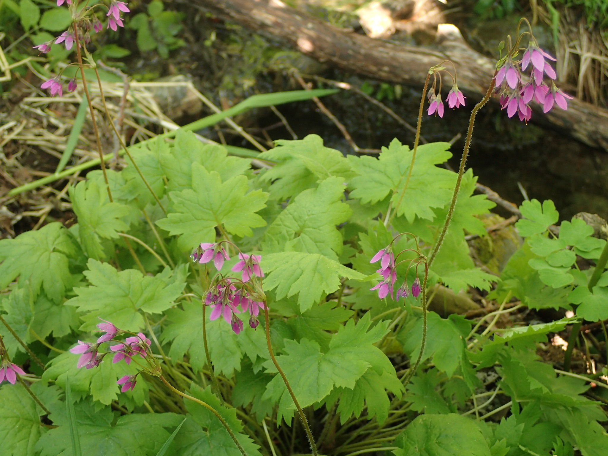 Primula matthioli K.Richt.