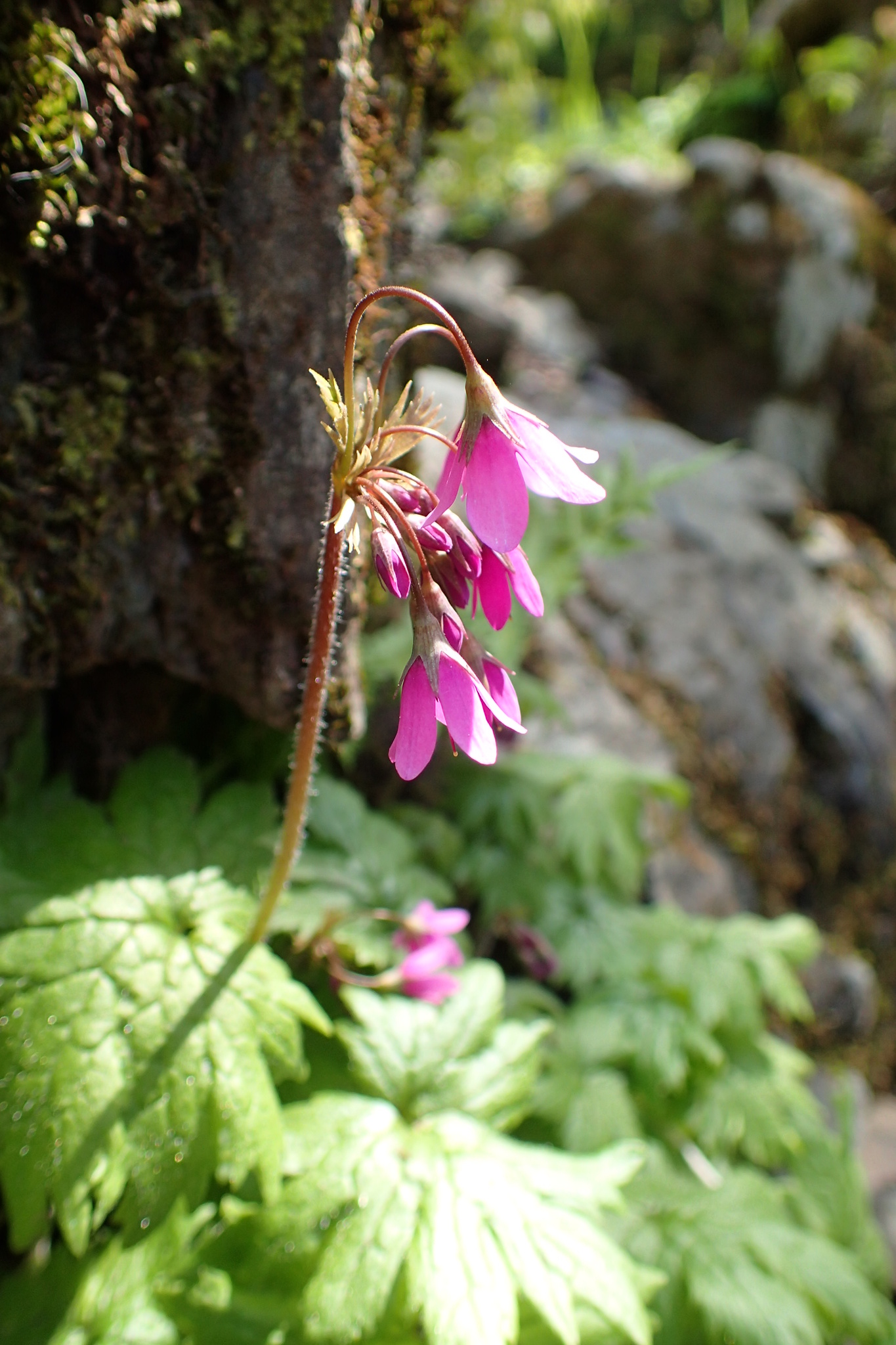 Primula matthioli K.Richt.