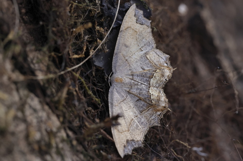 Phazaca palaca · iNaturalist United Kingdom