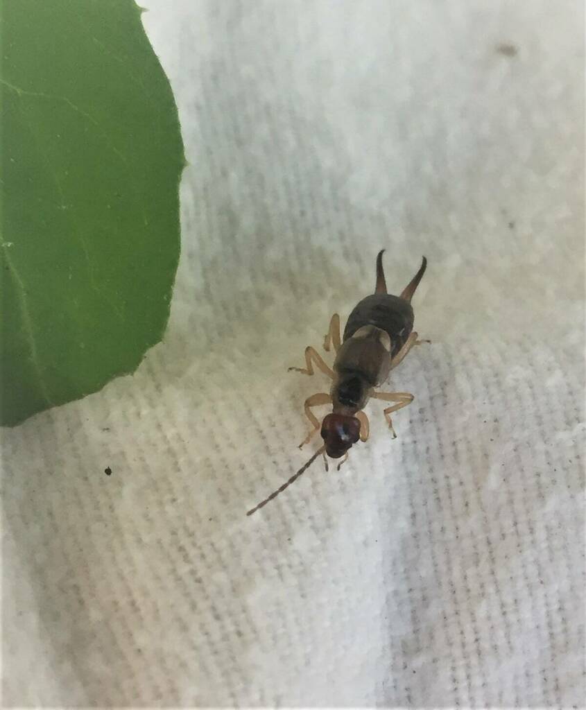 European Earwig Complex in November 2022 by graham_nc. ecoEXPLORE ...