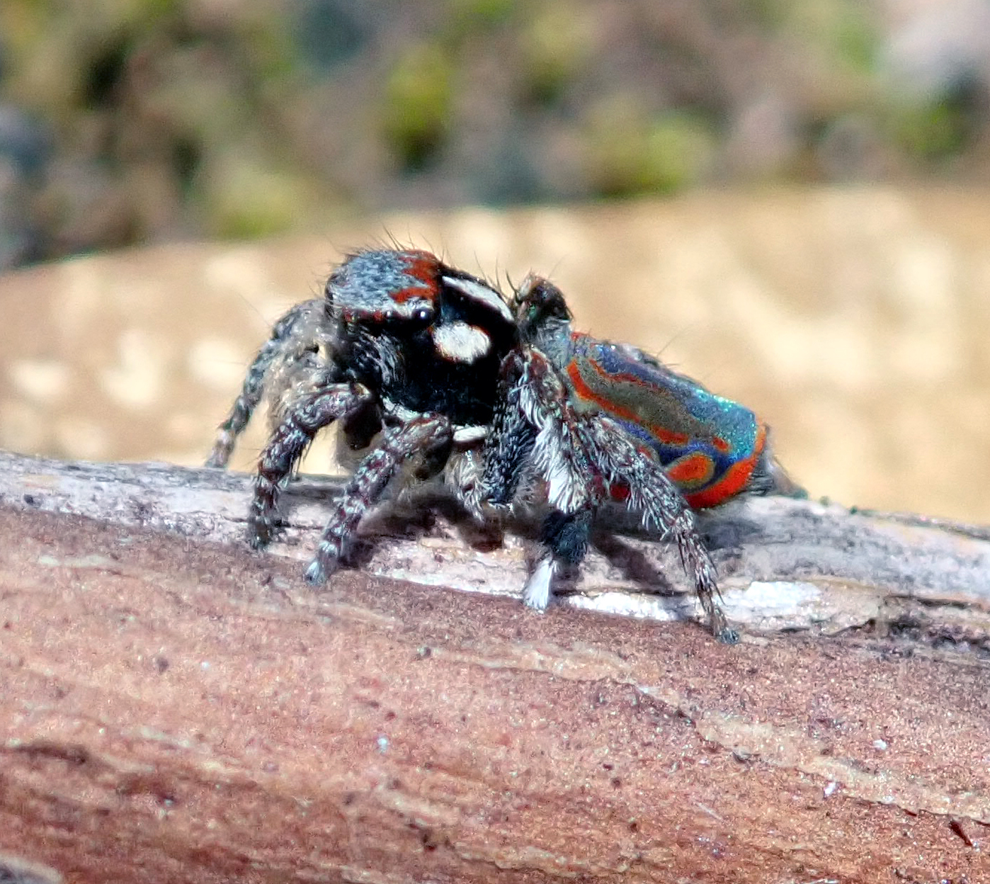 Jumping Spider Elephant