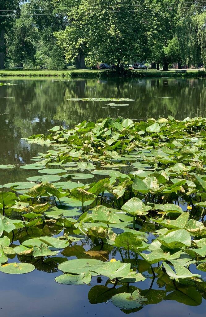 Variegated Yellow Pond-Lily from Stewart Park, Ithaca, NY 14850, USA on ...