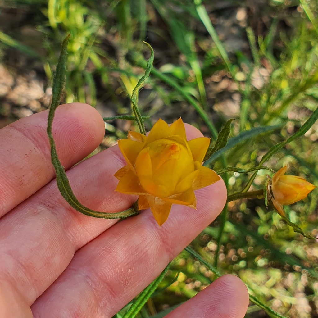 sticky everlasting from Lyons ACT 2606, Australia on October 30, 2022 ...