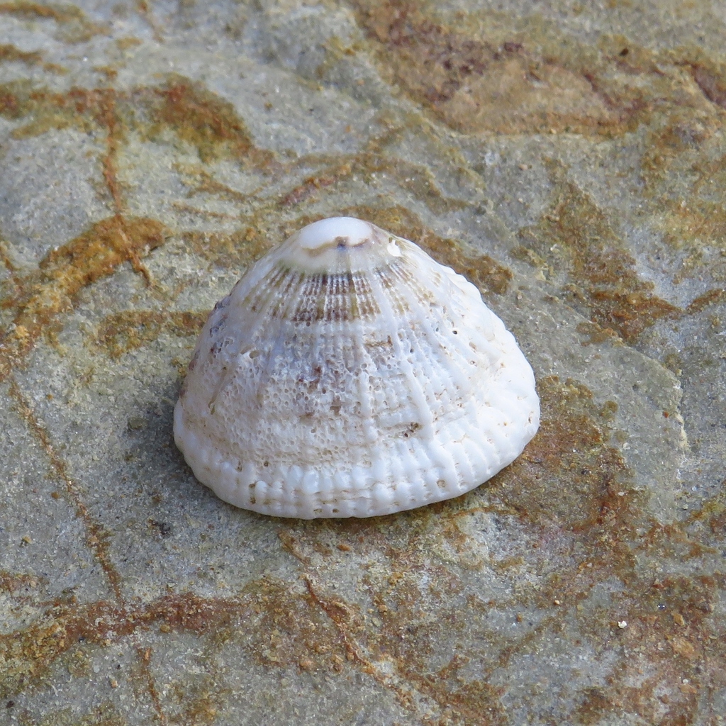 Cap-shaped False Limpet from Bermagui NSW 2546, Australia on October 29 ...