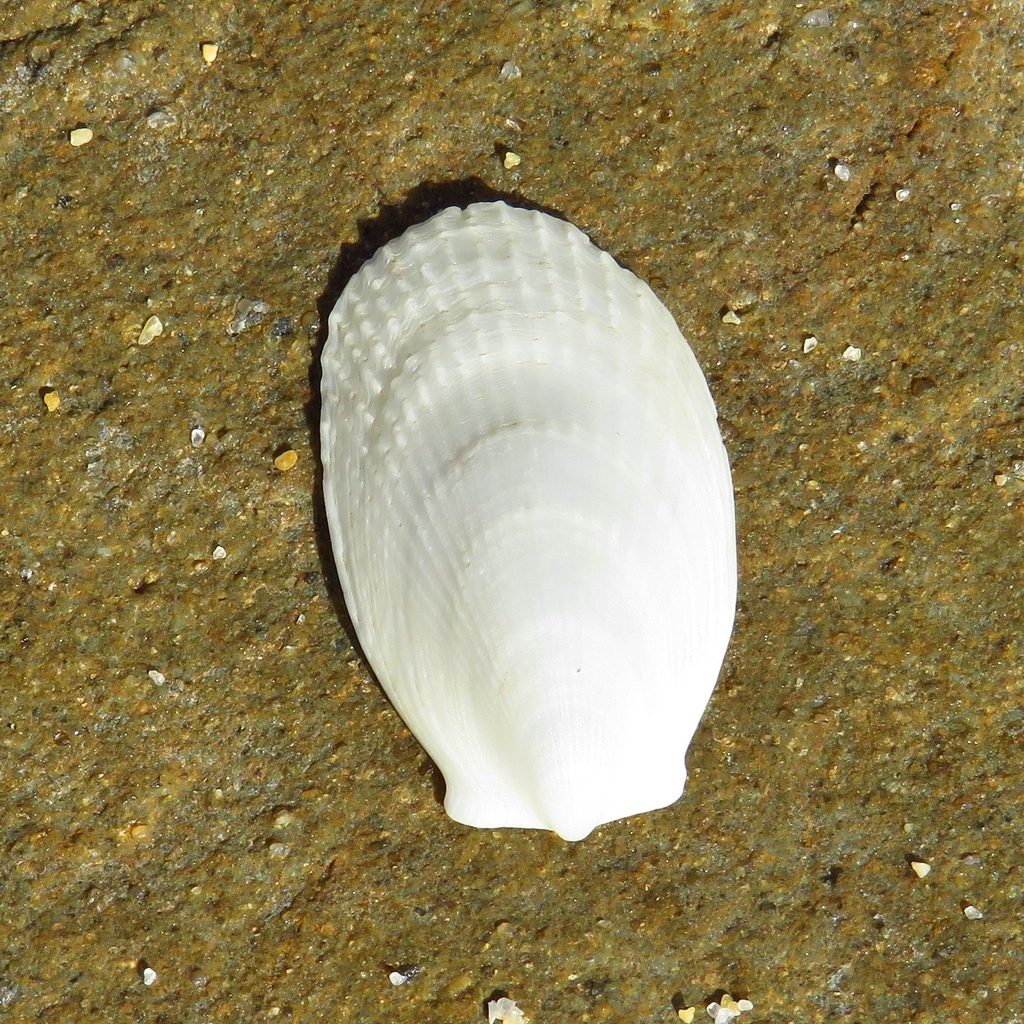 Limatula strangei from Bermagui NSW 2546, Australia on October 29, 2022 at 04:56 PM by ...