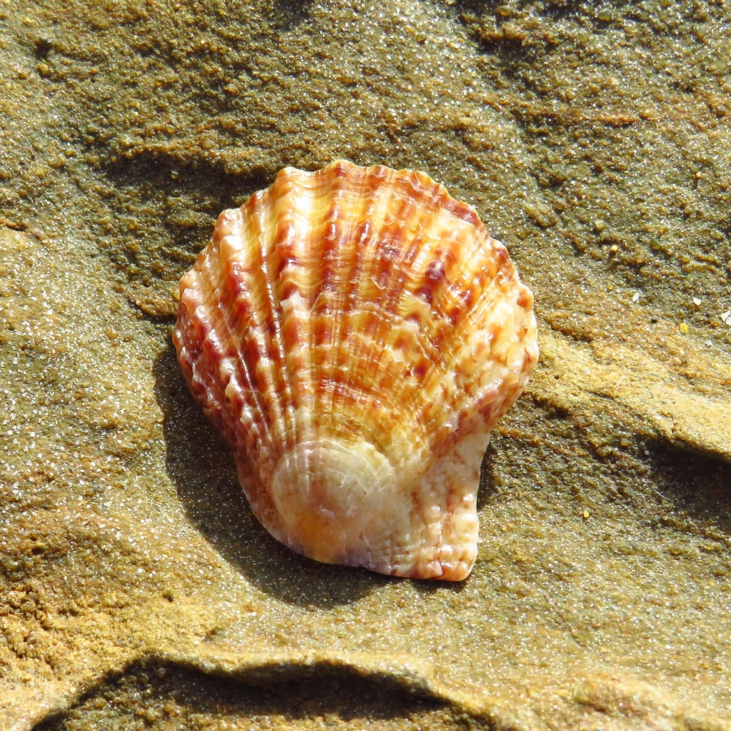Livid Fan Scallop from Bermagui NSW 2546, Australia on October 29, 2022 ...