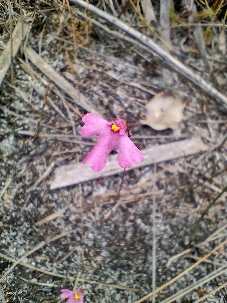pink petticoats from Walpole WA 6398, Australia on November 8, 2022 at ...