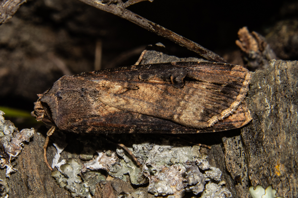 Ipsilon Dart Moth from Naseby, New Zealand on November 4, 2022 at 10:15 ...