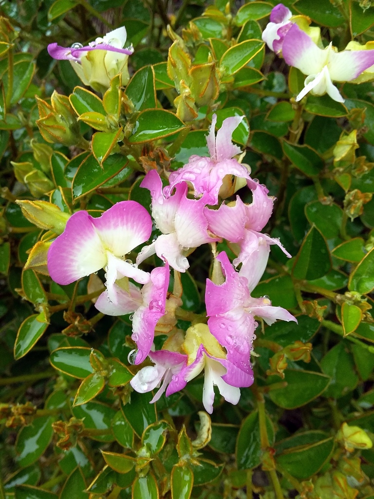 Wedgeleaf Capesweetpea (Podalyria argentea) - Botanical Realm
