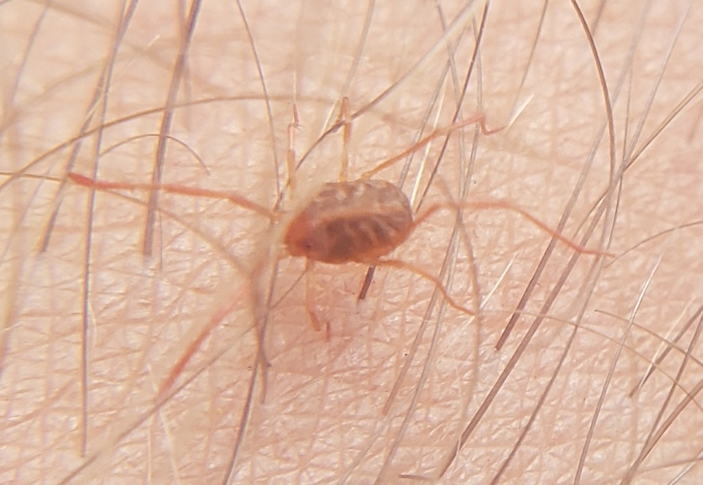 Acariformes from Kou-Kamma, South Africa on November 09, 2022 at 10:57 ...