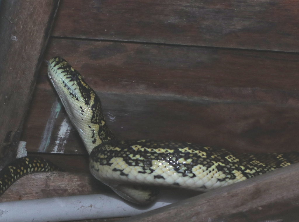 Carpet Python in October 2022 by juliegraham173 · iNaturalist