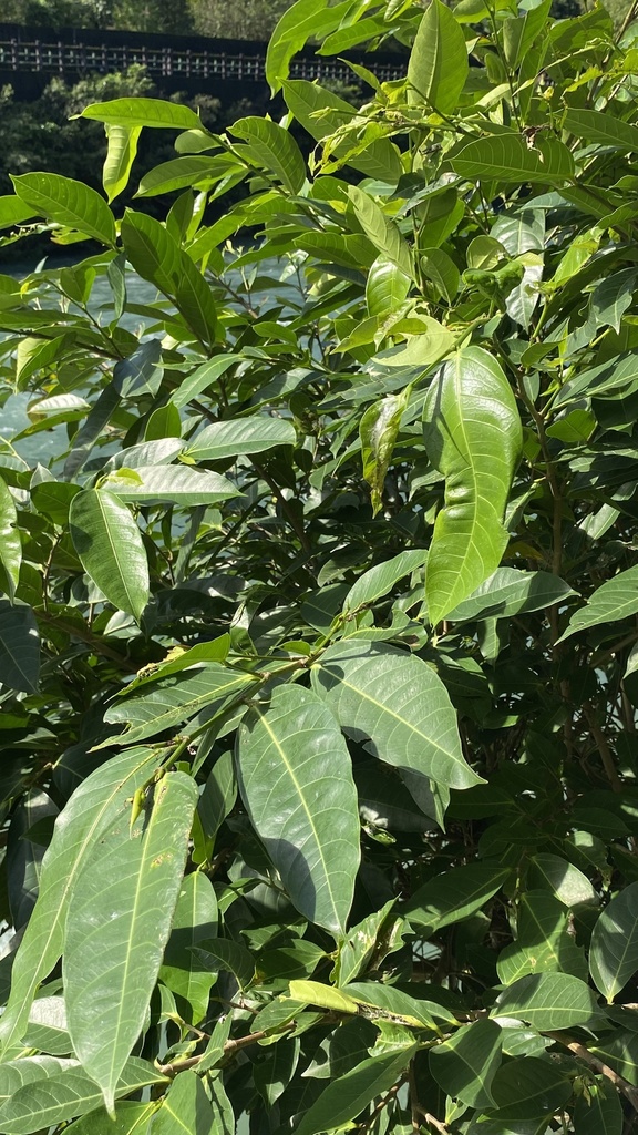 figwood from 北宜路八段, 坪林區, TW on November 9, 2022 at 09:56 AM by chauming ...