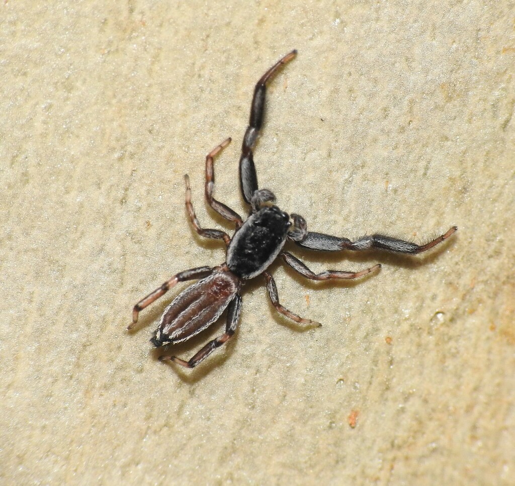 Jumping Spiders from Talegalla Weir QLD 4650, Australia on November 09 ...